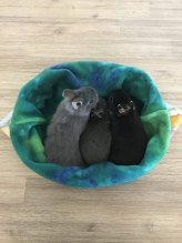 Buy Cuddle Sacks | Guinea Pigs & Rabbits | Teacup Nethies