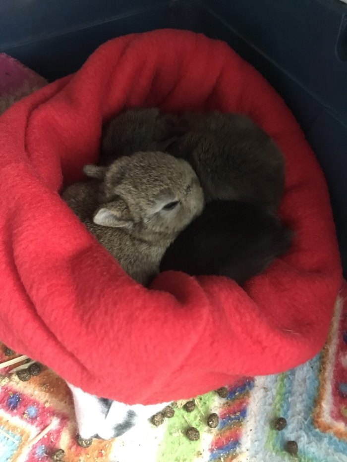 Buy Cuddle Sacks | Guinea Pigs & Rabbits | Teacup Nethies