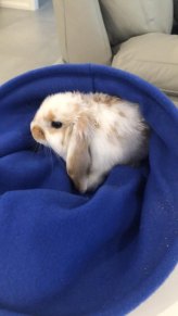 Buy Cuddle Sacks | Guinea Pigs & Rabbits | Teacup Nethies