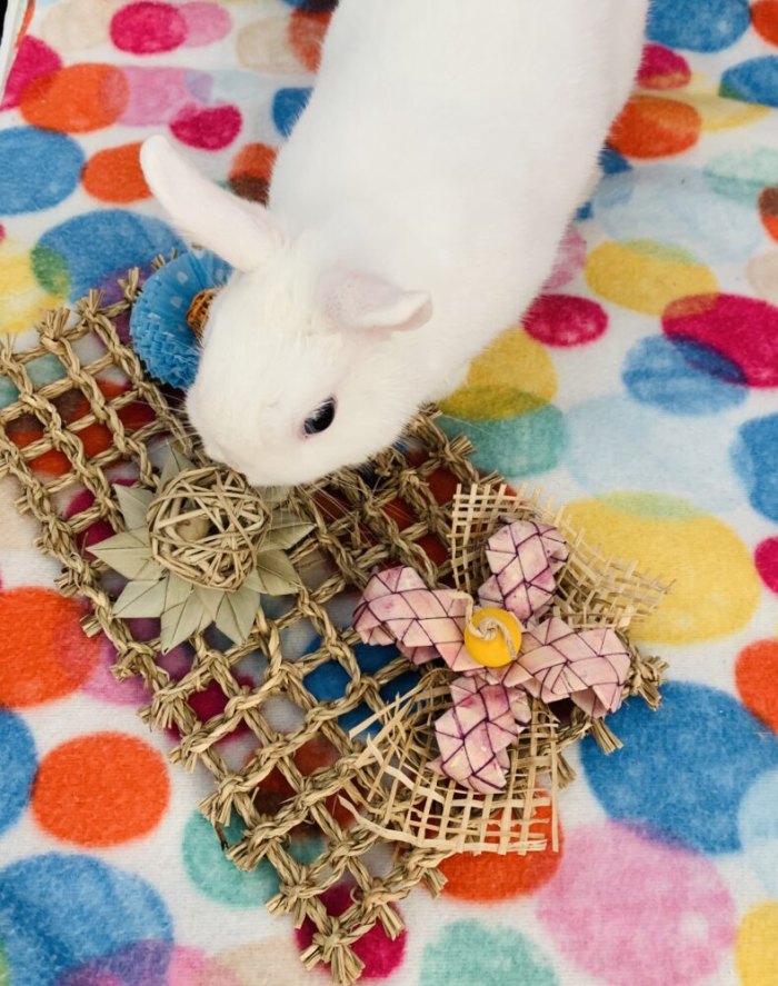 Handmade Rabbit Accessories | Award-Winning | Teacup Nethies
