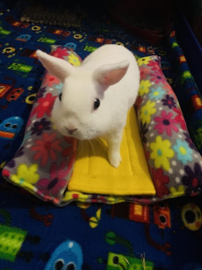 Pillow Bed | #1 Rabbit & Guinea Pig Bed | Teacup Nethies