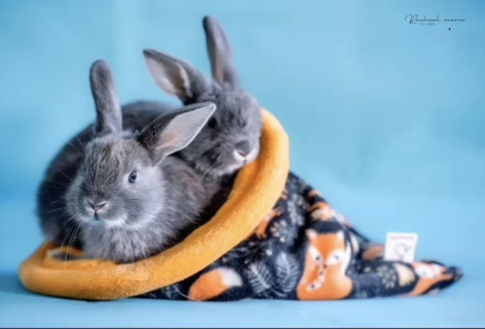 Buy Cuddle Sacks | Guinea Pigs & Rabbits | Teacup Nethies