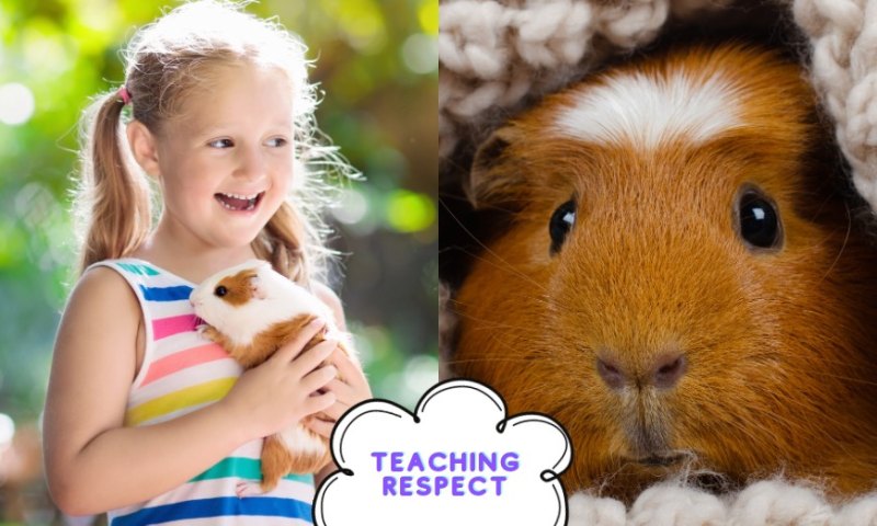 Guinea Pigs As Pets: The Perfect First Pet For Your Child