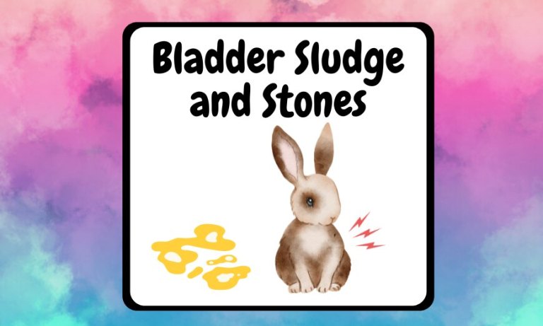 Rabbit Pee: The Colourful Key To Your Bunny's Health