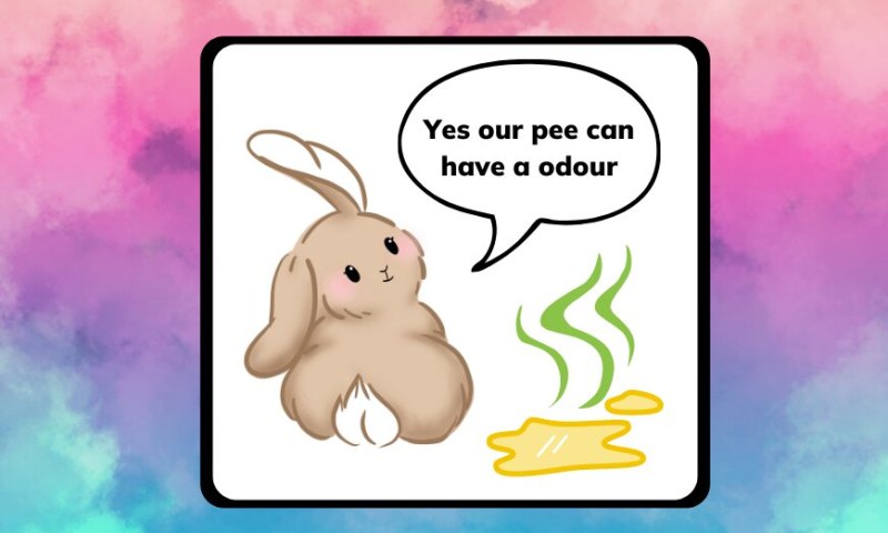Rabbit Pee: The Colourful Key To Your Bunny's Health