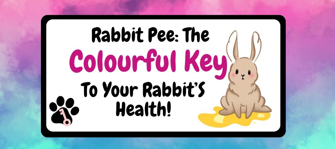 Rabbit Pee: The Colourful Key To Your Bunny's Health