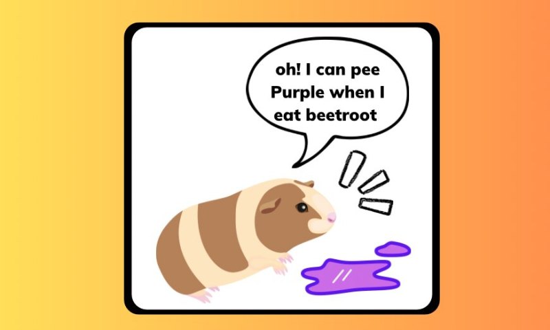 Guinea Pig Pee The Colorful | Teacup Nethies