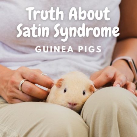 Rabbit Pee: The Colourful Key To Your Bunny's Health